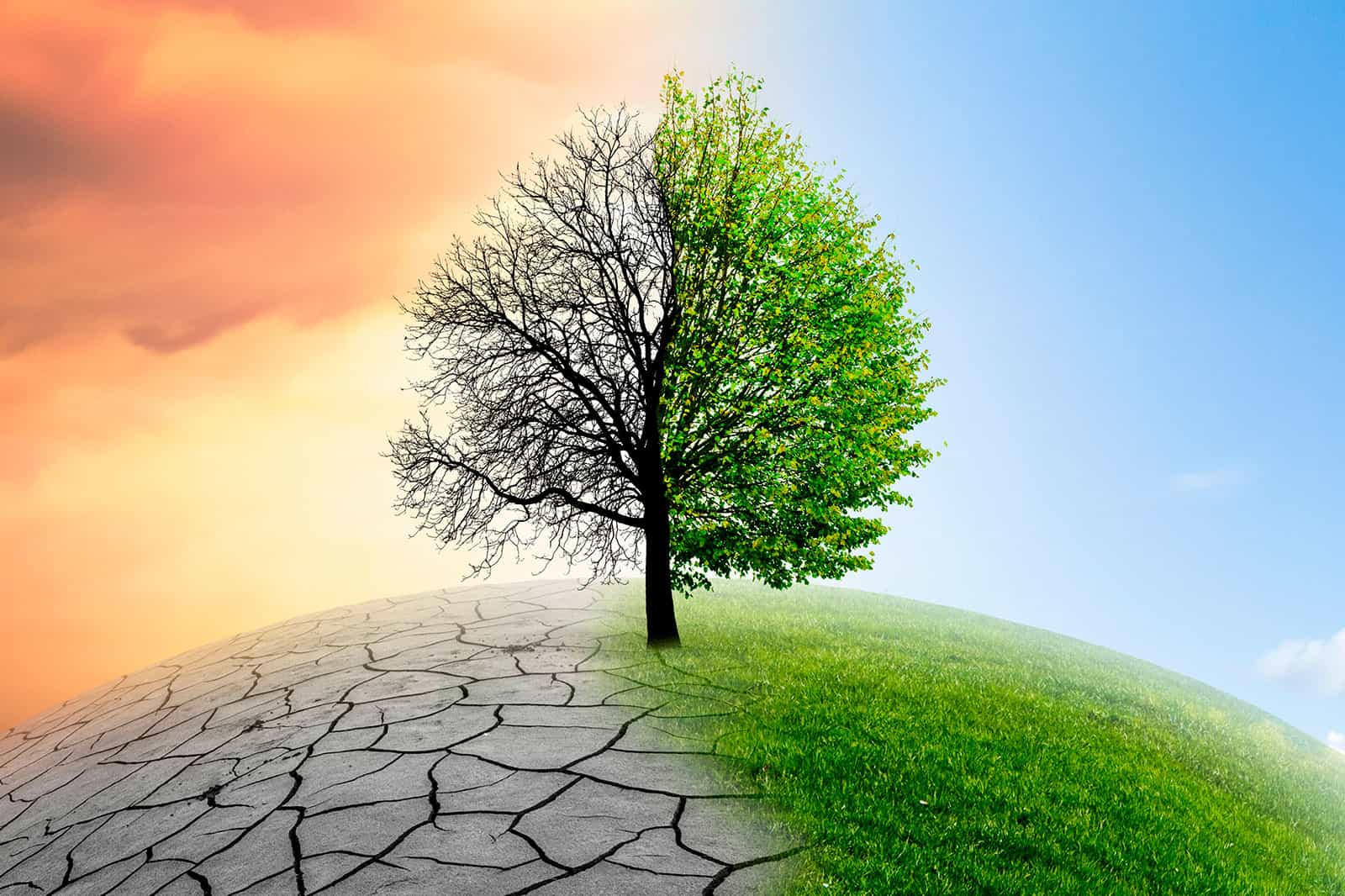 Neutralidade de Carbono: O Que é e Como Atingi-la • Econom Soluções ...